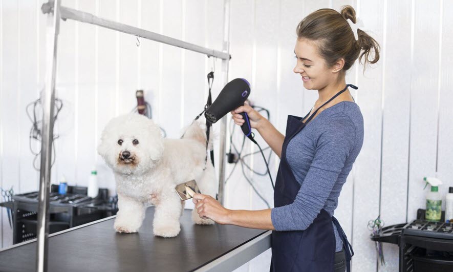 Pet Grooming Insurance Get Dog Grooming Insurance The Hartford Pet Grooming Insurance Get Dog Grooming Insurance The Hartford