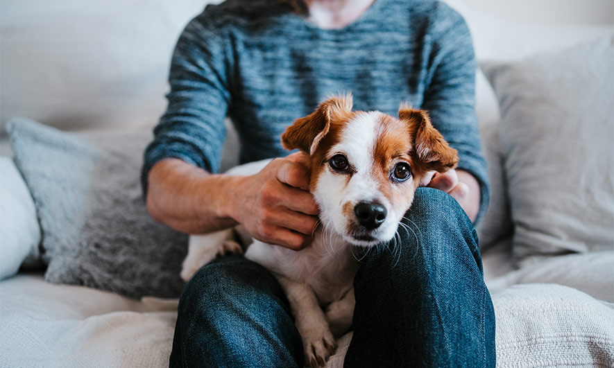Pet Sitting Insurance | Petcare Insurance | The Hartford